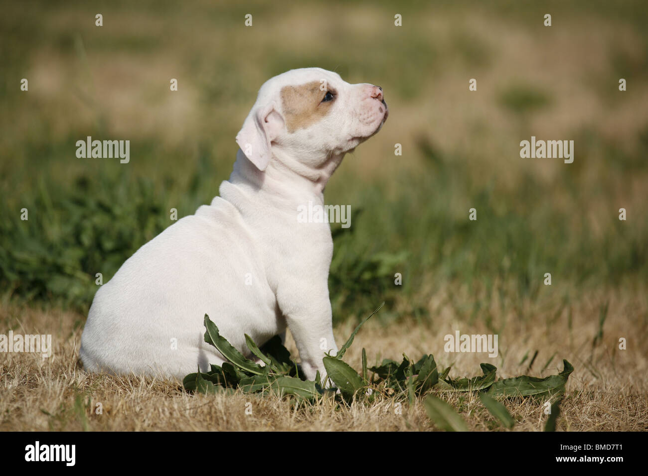 American Bulldog Welpe / American Bulldog Puppy Stock Photo - Alamy