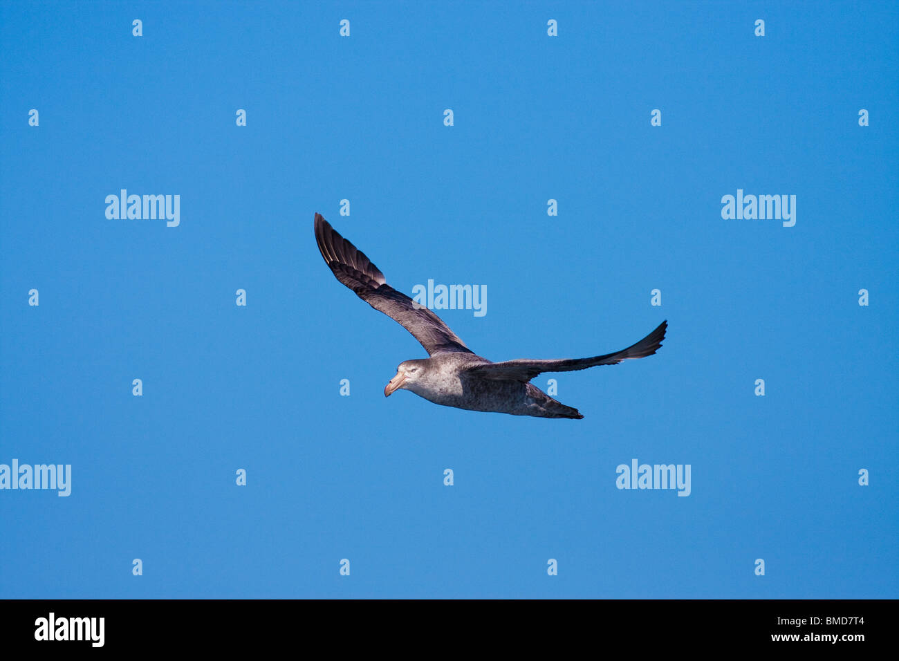 North giant petrel (macronectes halli) in flight Stock Photo - Alamy