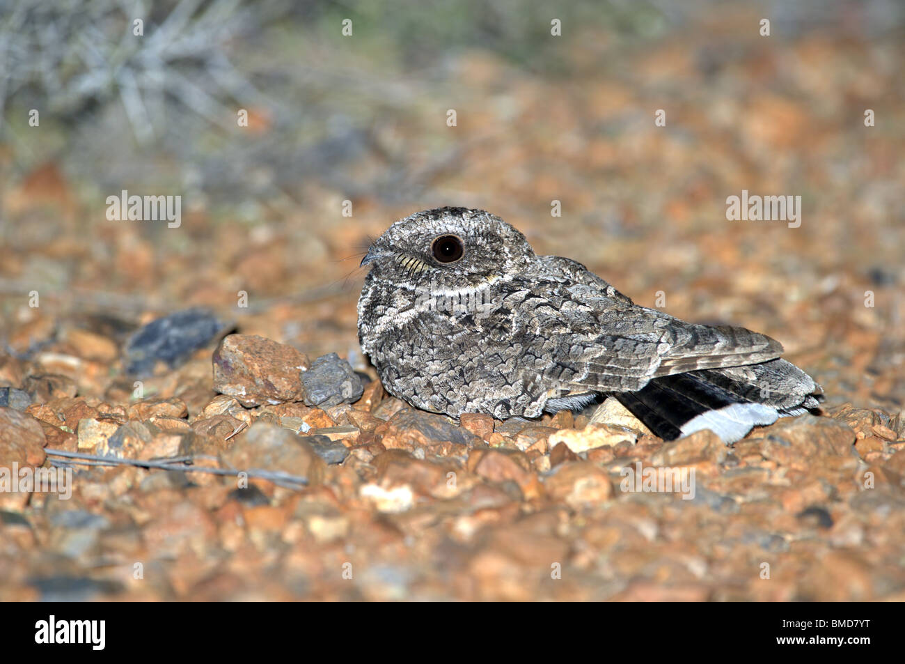 Poorwill hi-res stock photography and images - Alamy
