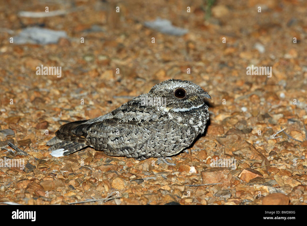Poorwill hi-res stock photography and images - Alamy