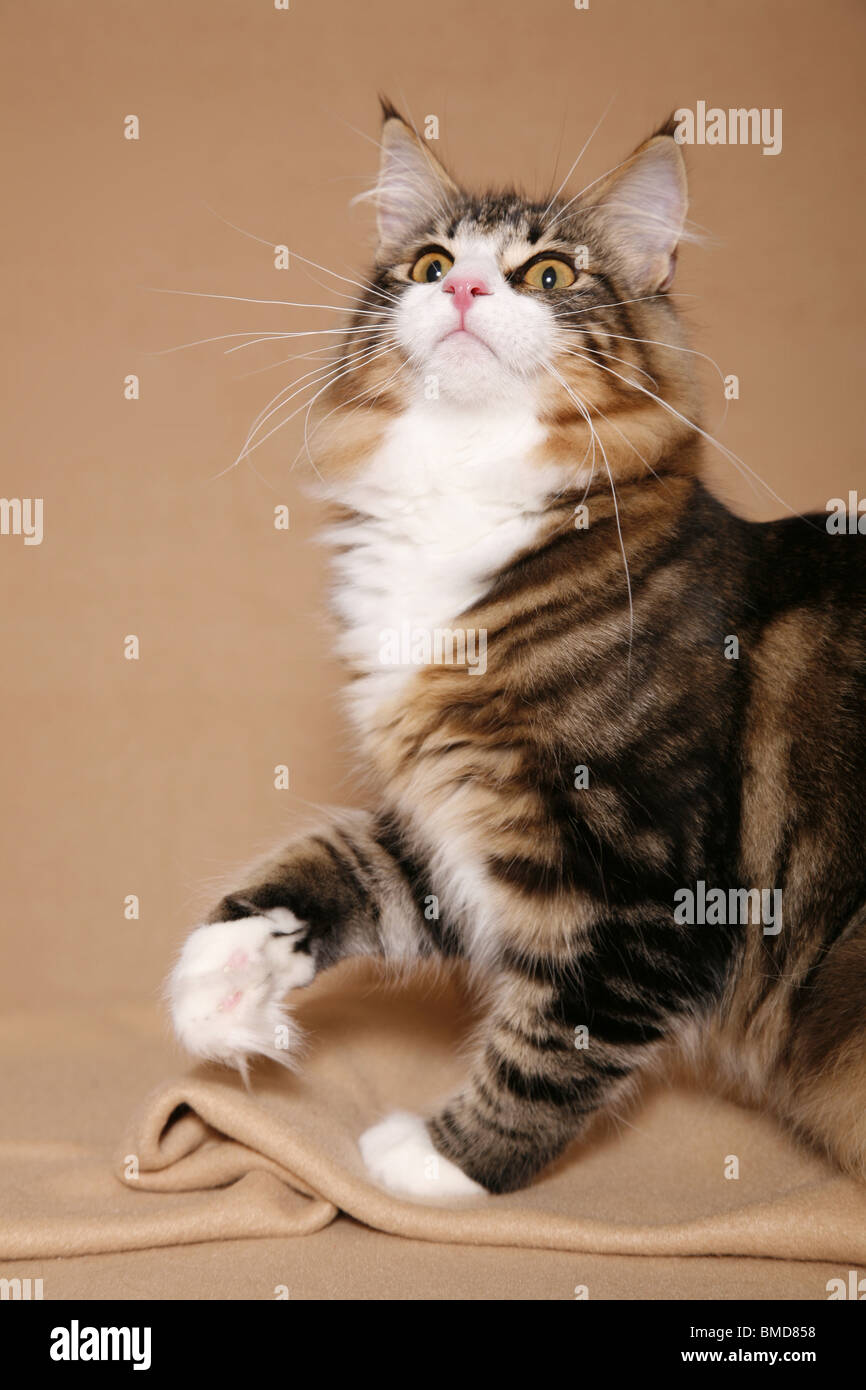 Norwegische Waldkatze / norwegian forest cat Stock Photo - Alamy