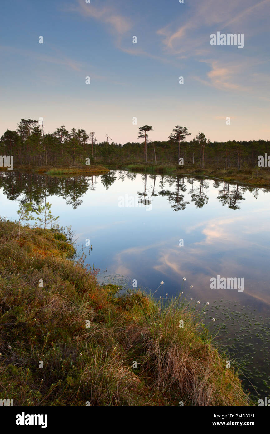 Bog life hi-res stock photography and images - Alamy