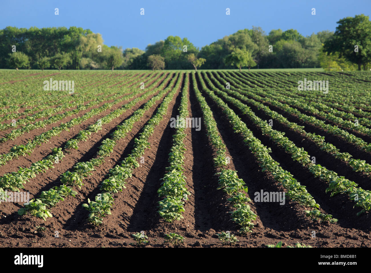 Potato field hi-res stock photography and images - Alamy