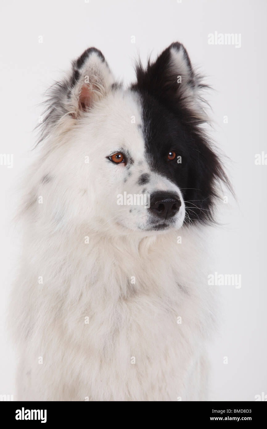 Elo Dog High Resolution Stock Photography and Images - Alamy