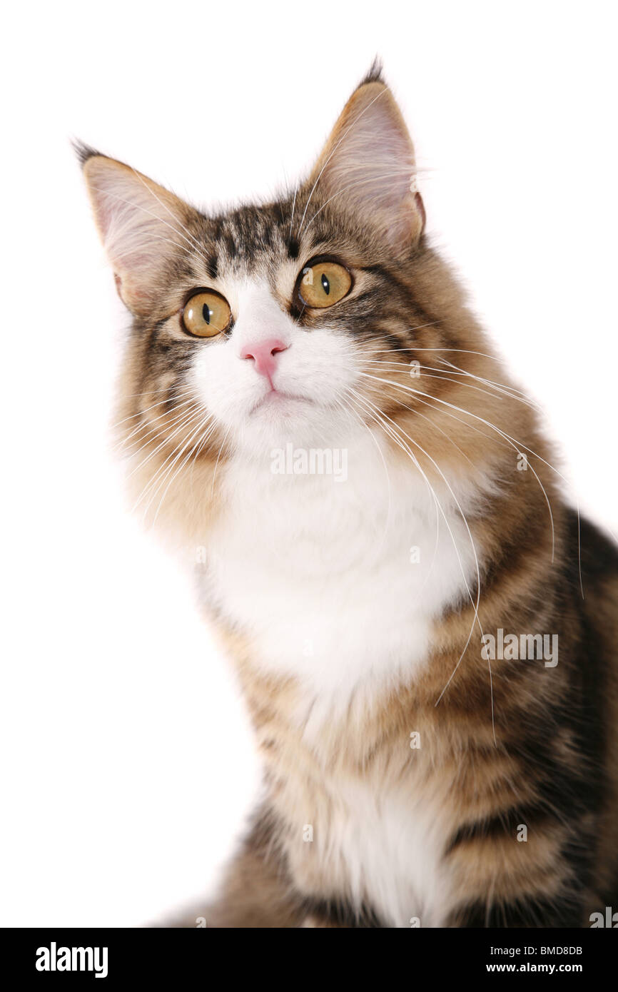 Norwegische Waldkatze / norwegian forest cat Stock Photo - Alamy