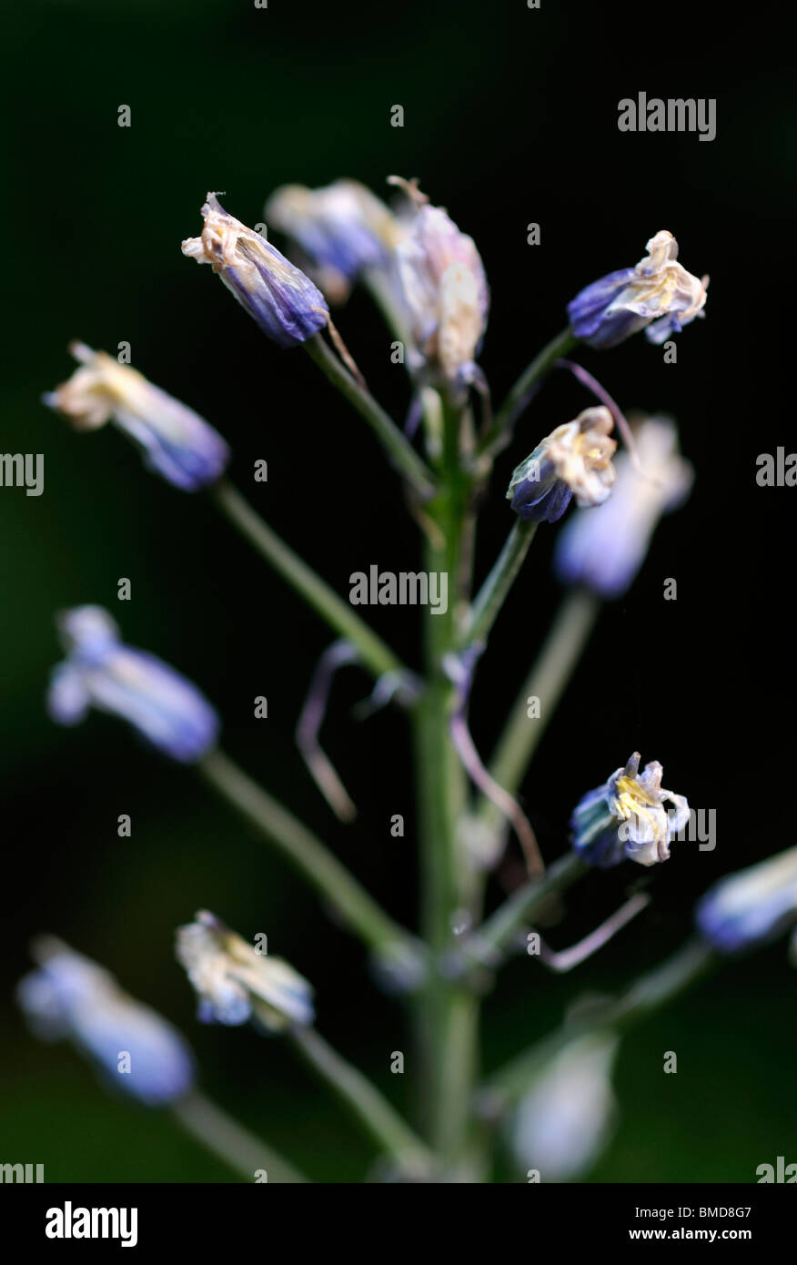 Wilted flowers hi-res stock photography and images - Alamy