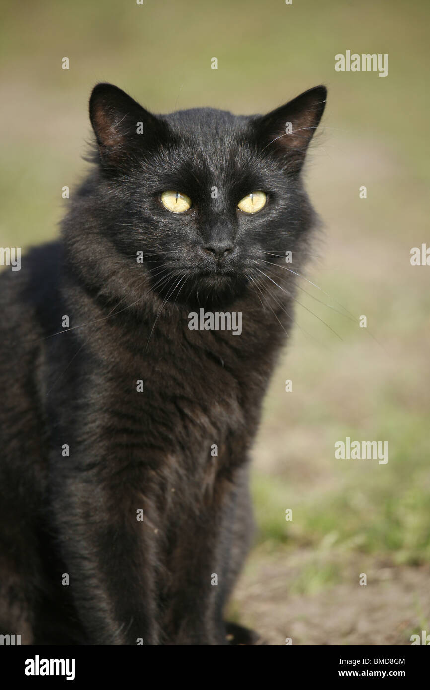 Deutsch Langhaar Portrait / German Angora Portrait Stock Photo - Alamy