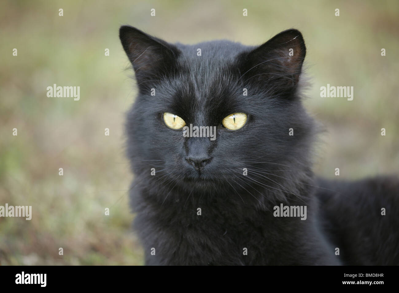Deutsch Langhaar Portrait / German Angora Portrait Stock Photo - Alamy
