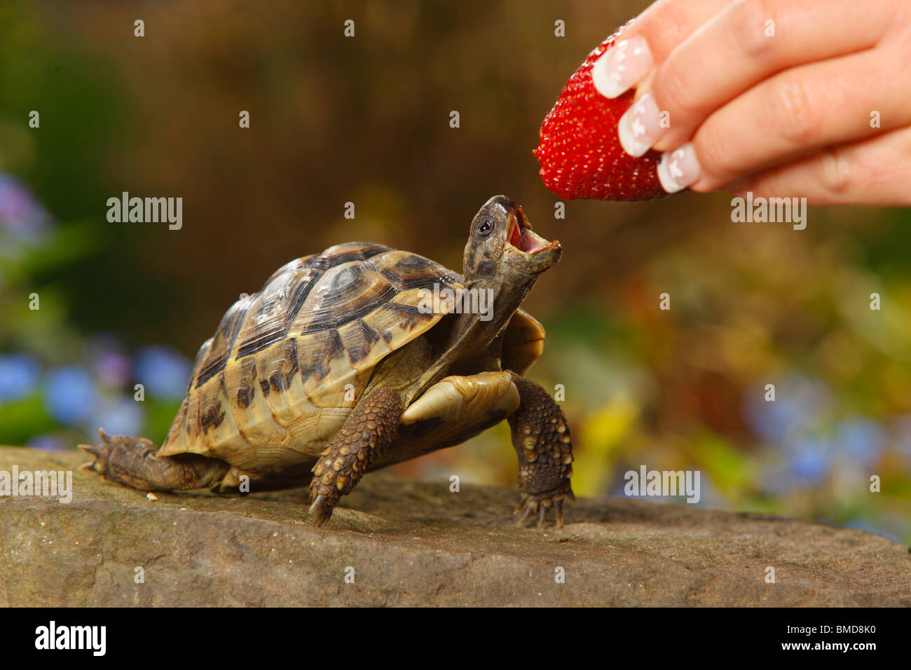 Greek Tortoise / (Testudo hermanni boettgeri Stock Photo - Alamy