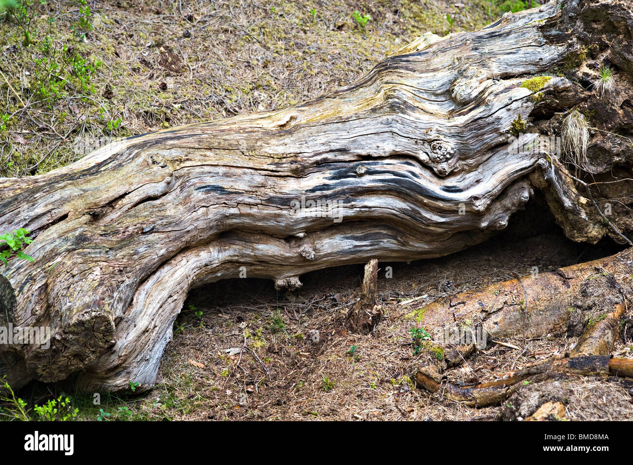 A Patterned Rotting Tree Trunk in the Arboretum at Bergen Norway Stock ...