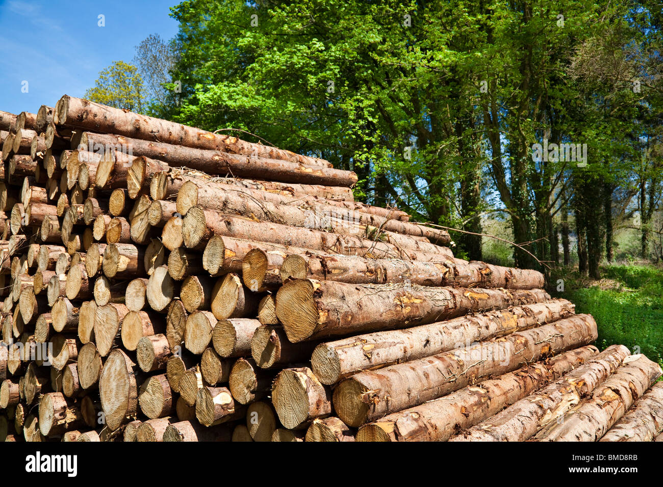 Stack of felled tree trunks with trees and sky in background Stock ...