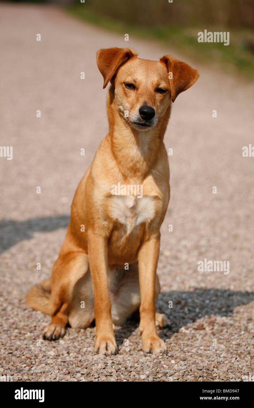 sitzender Hund / sitting Dog Stock Photo - Alamy