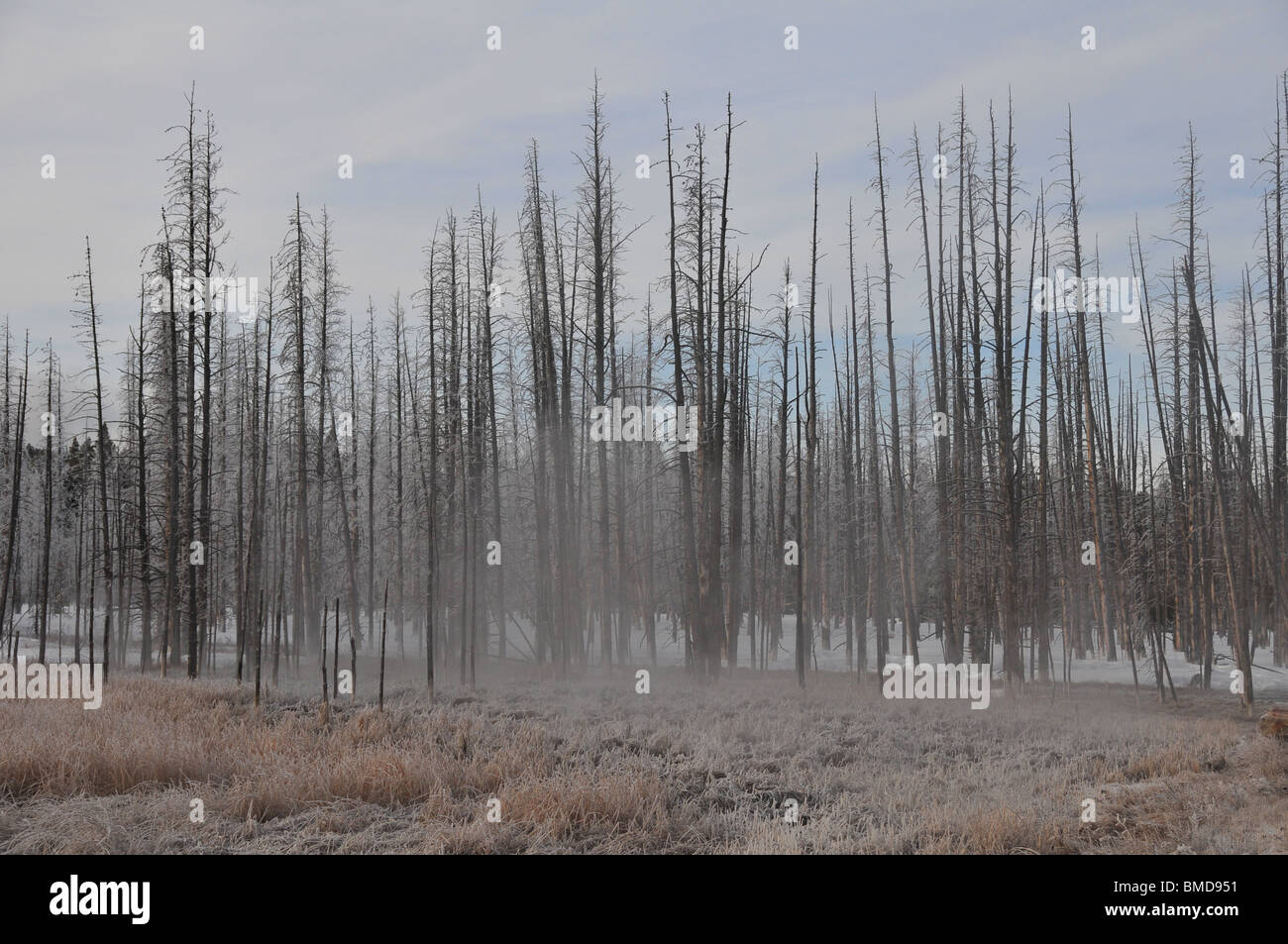 Dead trees in mist Yellowstone National Park, Wyoming Stock Photo - Alamy