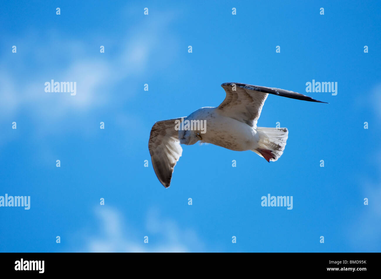 Bird Fluffing Feathers High Resolution Stock Photography and Images - Alamy