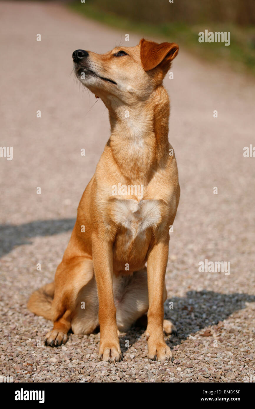 sitzender Hund / sitting Dog Stock Photo - Alamy