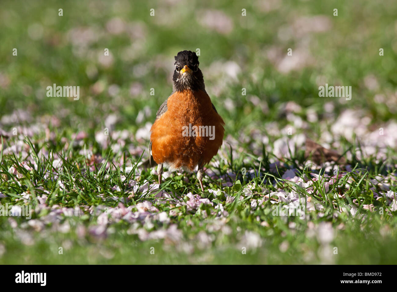 American robin in Central Park in spring, New York City Stock Photo - Alamy