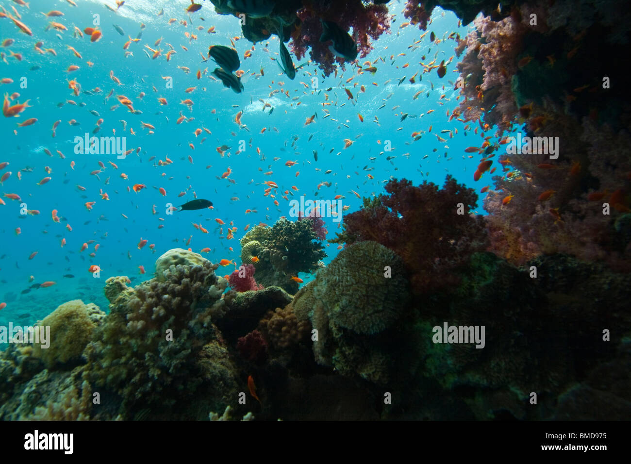 A small coral cave full of colorful fishes Stock Photo - Alamy