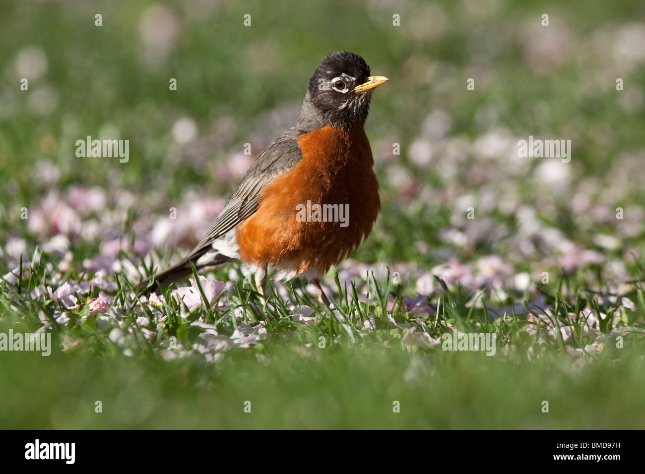 American robin in Central Park in spring, New York City Stock Photo - Alamy