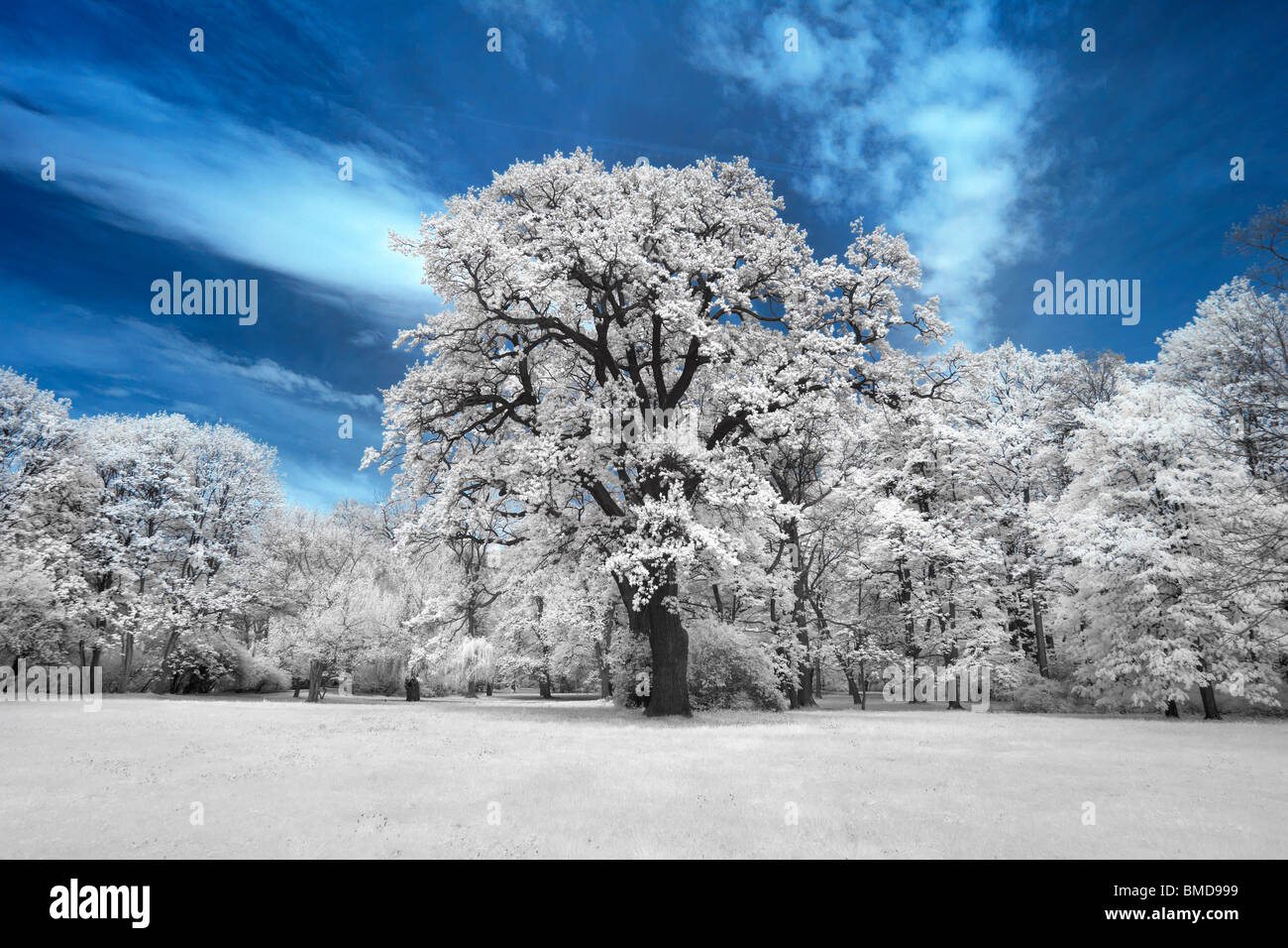 Landscape - photography in infrared Stock Photo - Alamy