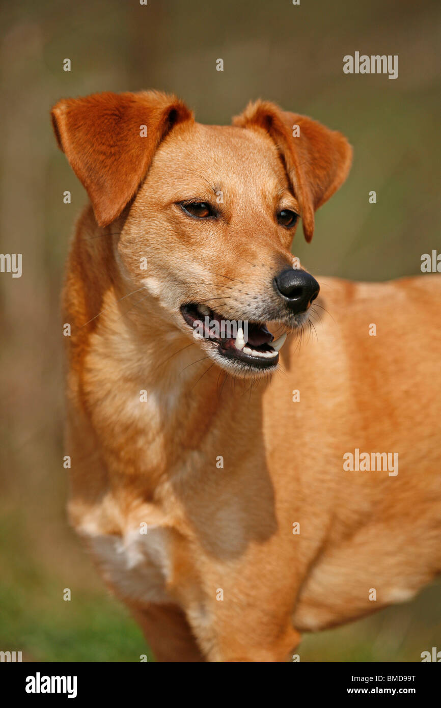Mischling Portrait / crossbreed Stock Photo - Alamy