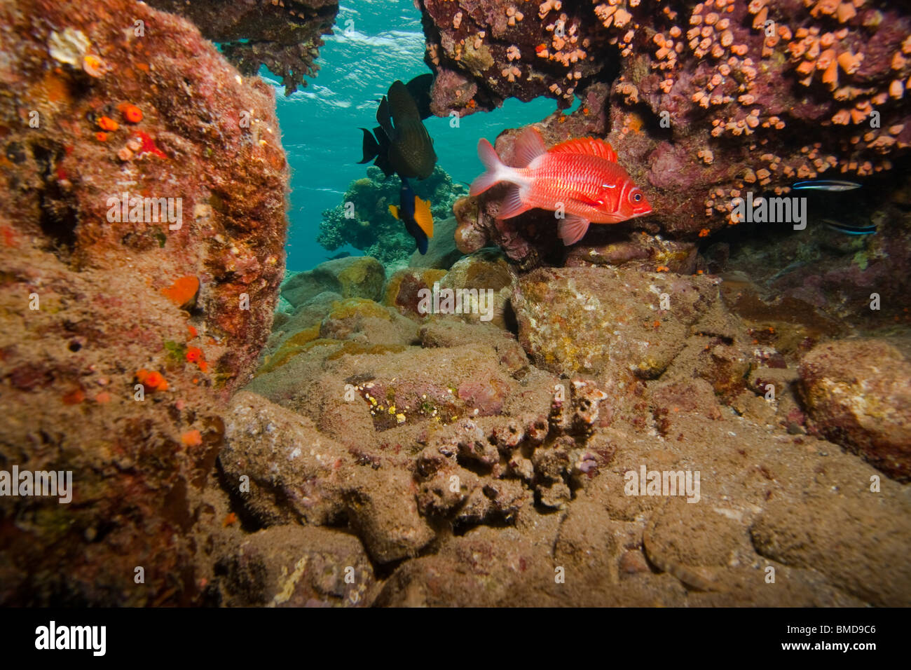 A small coral cave full of colorful fishes Stock Photo - Alamy