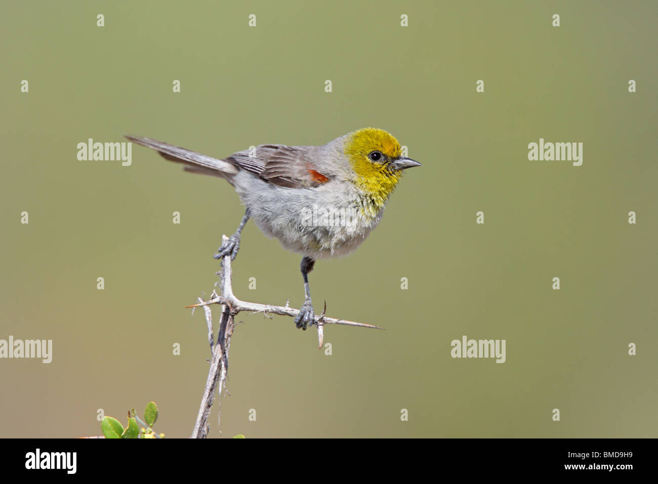 Verdin bird hi-res stock photography and images - Alamy