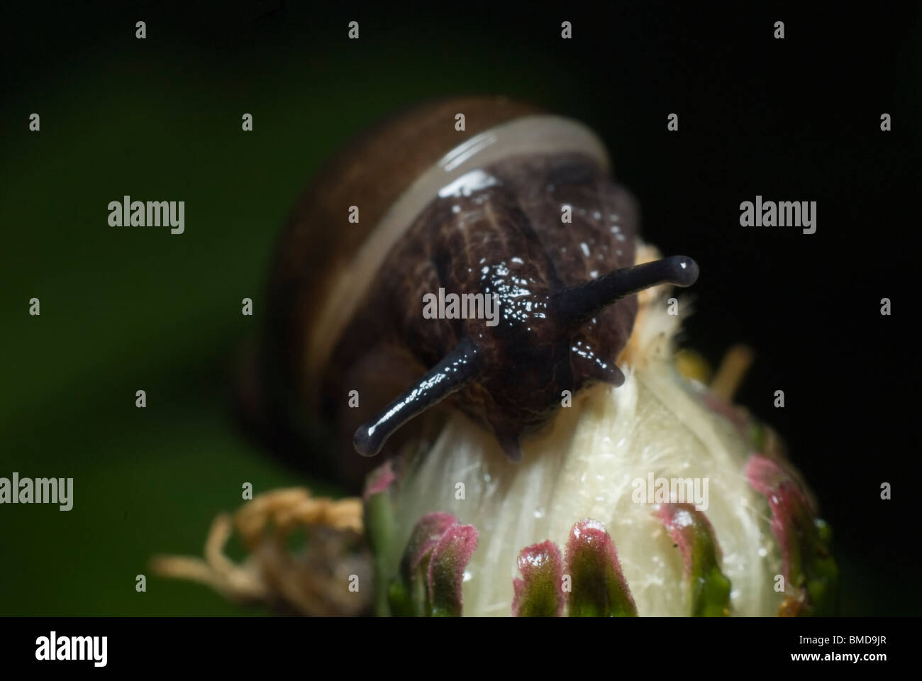 Snail sitting on the flower bud Stock Photo - Alamy