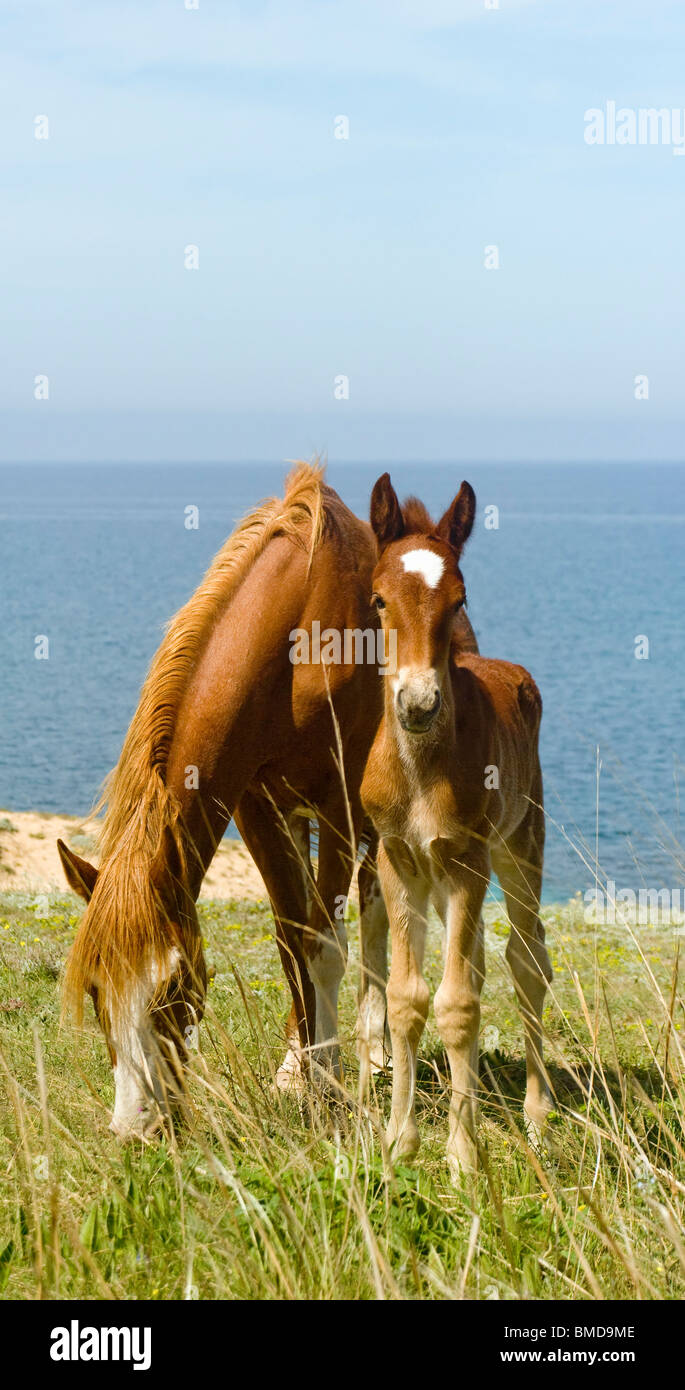 Mare with foal in water hi-res stock photography and images - Alamy
