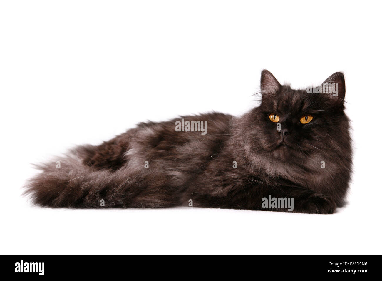 liegende Deutsch Langhaar / lying German Angora Stock Photo - Alamy