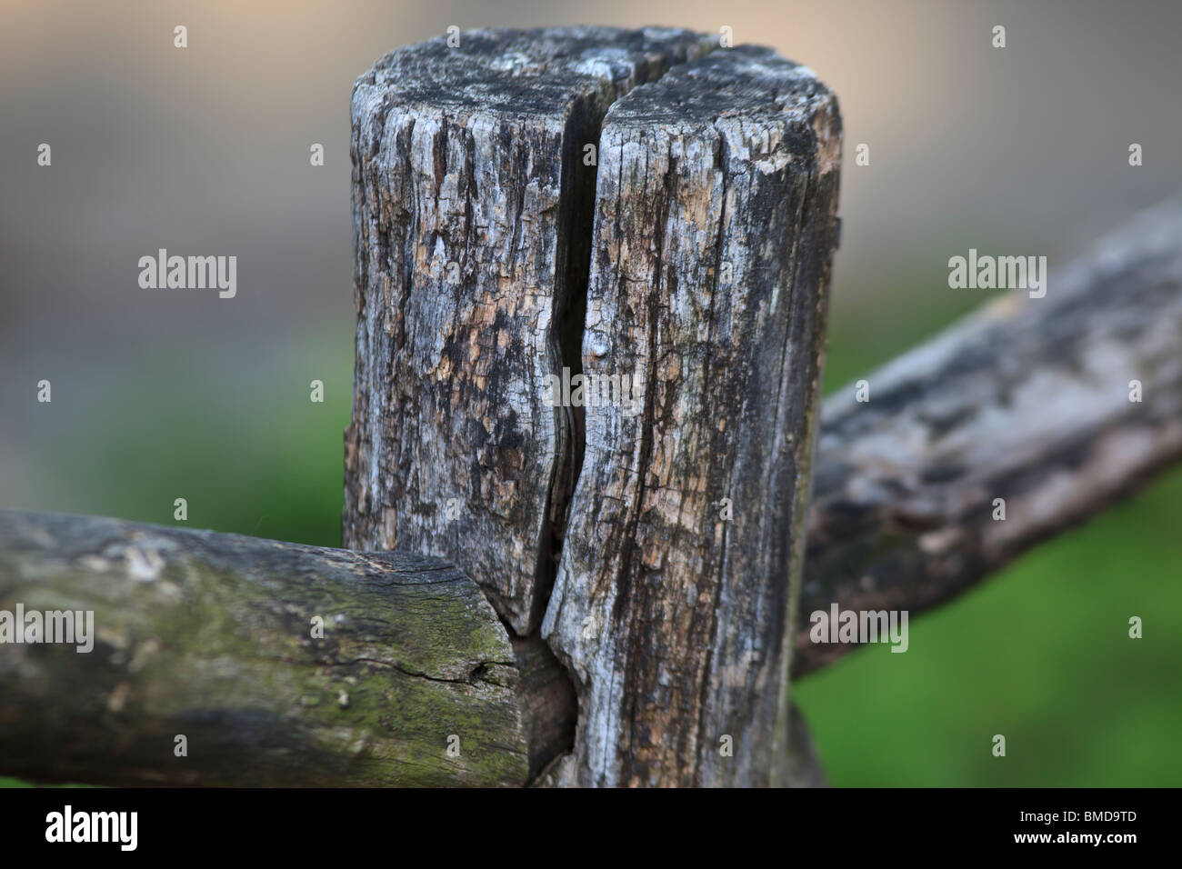 Shakespeares garden hi-res stock photography and images - Alamy