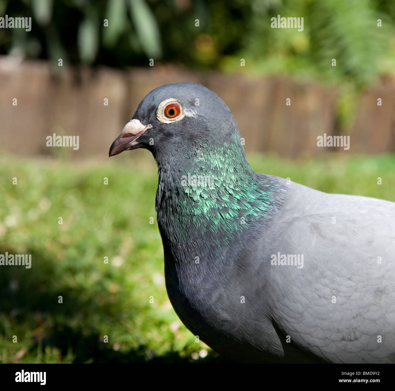 Racing pigeon hi-res stock photography and images - Alamy