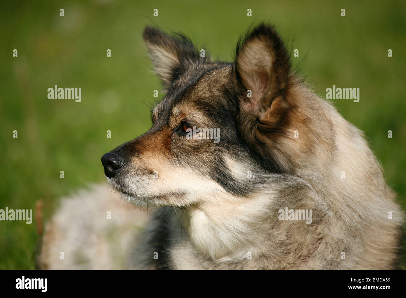 Mischling Portrait / mongrel portrait Stock Photo - Alamy