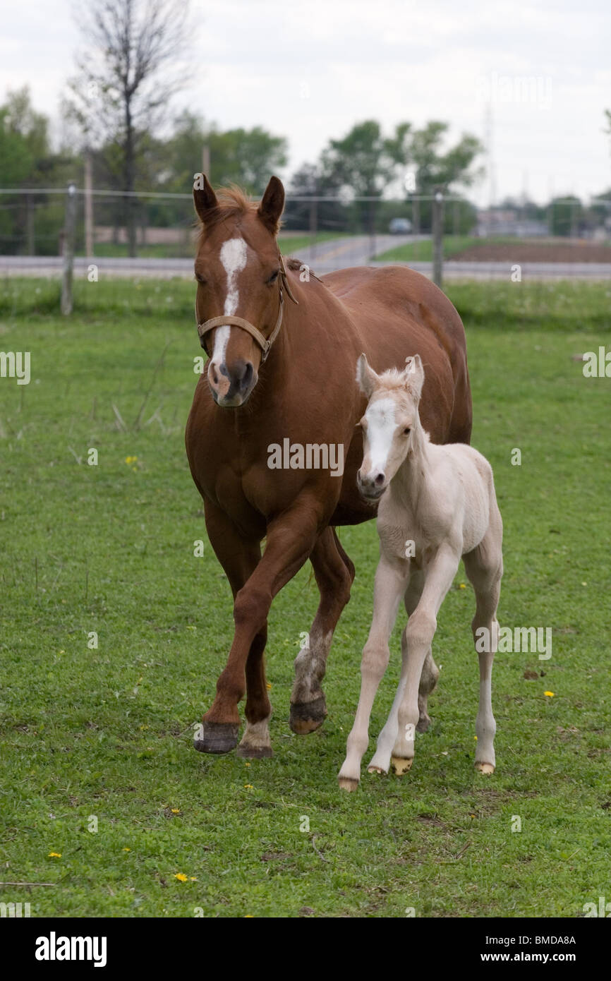 mare and foal running together in pasture Stock Photo - Alamy