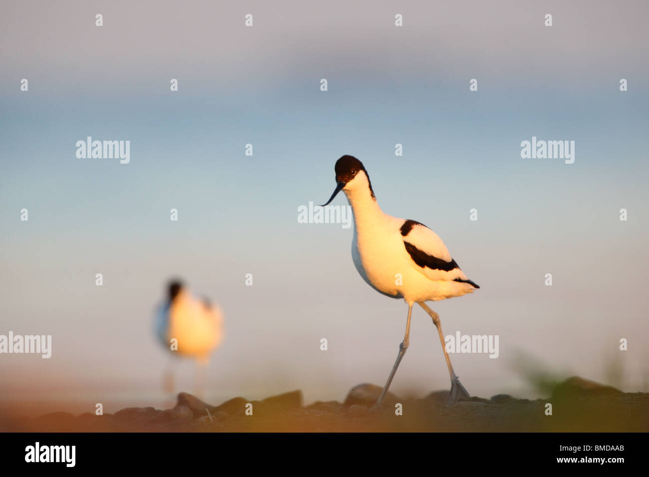 Walking avocet hi-res stock photography and images - Alamy
