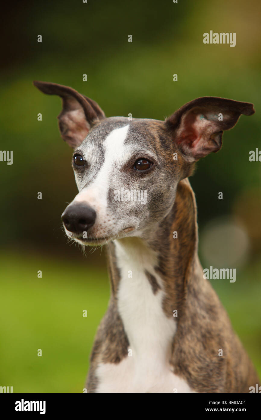 Whippet head hi-res stock photography and images - Alamy