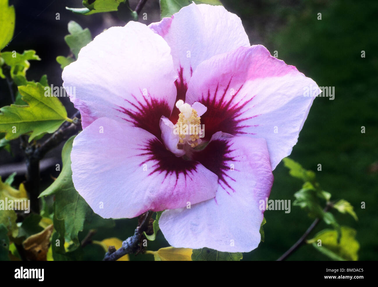 Hibiscus syriacus 'Helene', white pink purple flower flowers garden ...