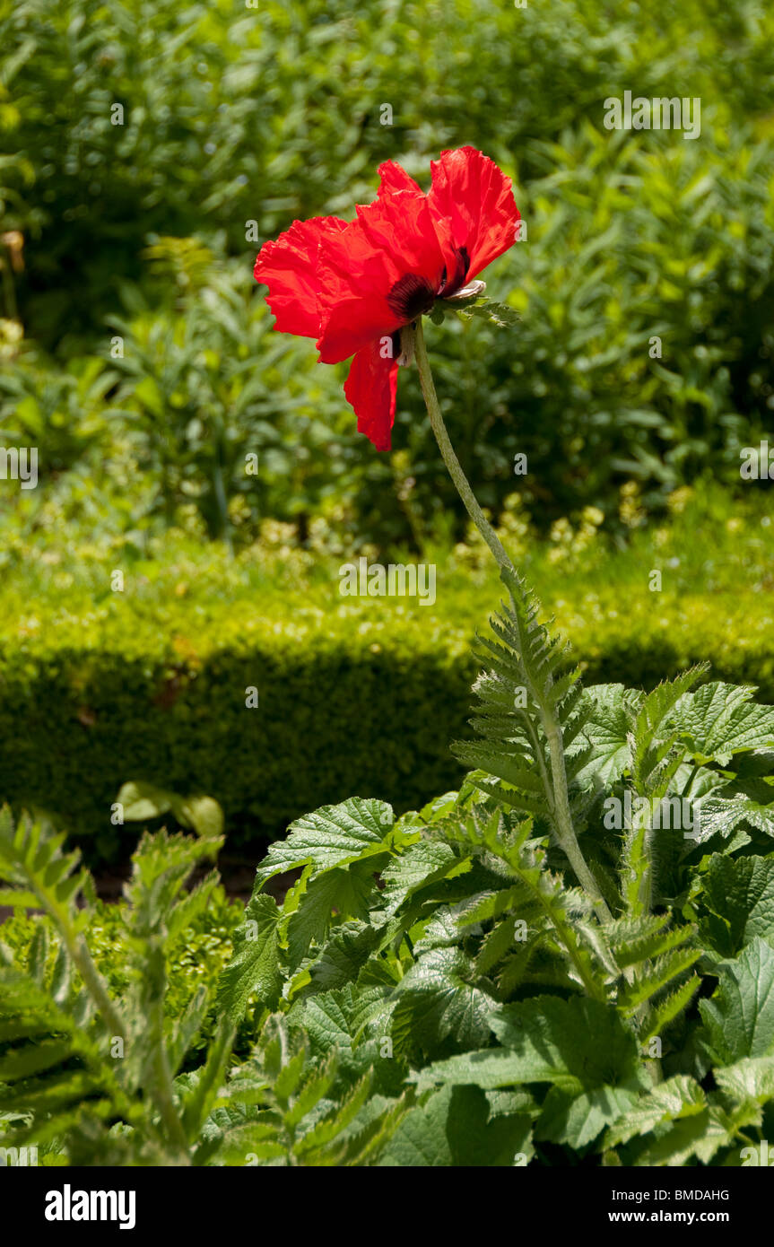 Poppy seeds garden hi-res stock photography and images - Alamy