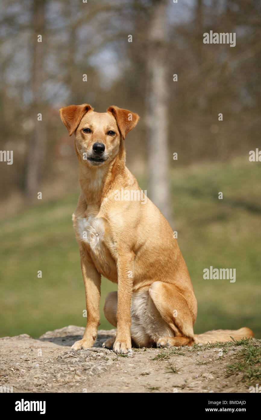 sitzender Hund / sitting Dog Stock Photo - Alamy