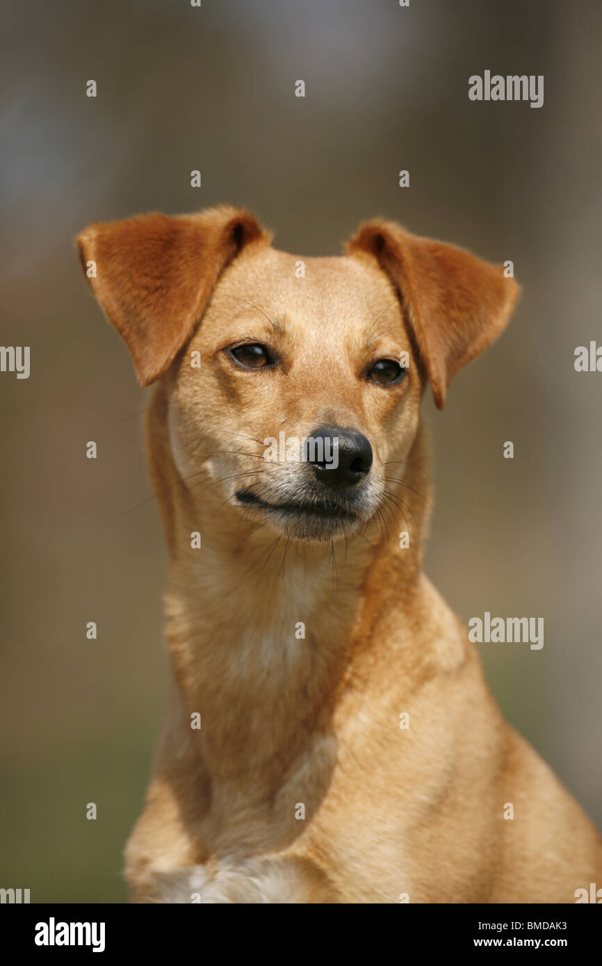 Mischling Portrait / crossbreed Stock Photo - Alamy
