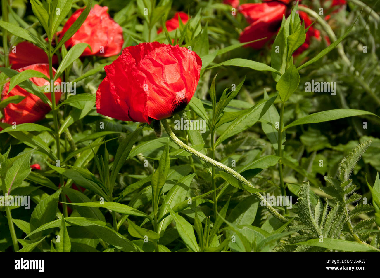 Showy poppy hi-res stock photography and images - Alamy
