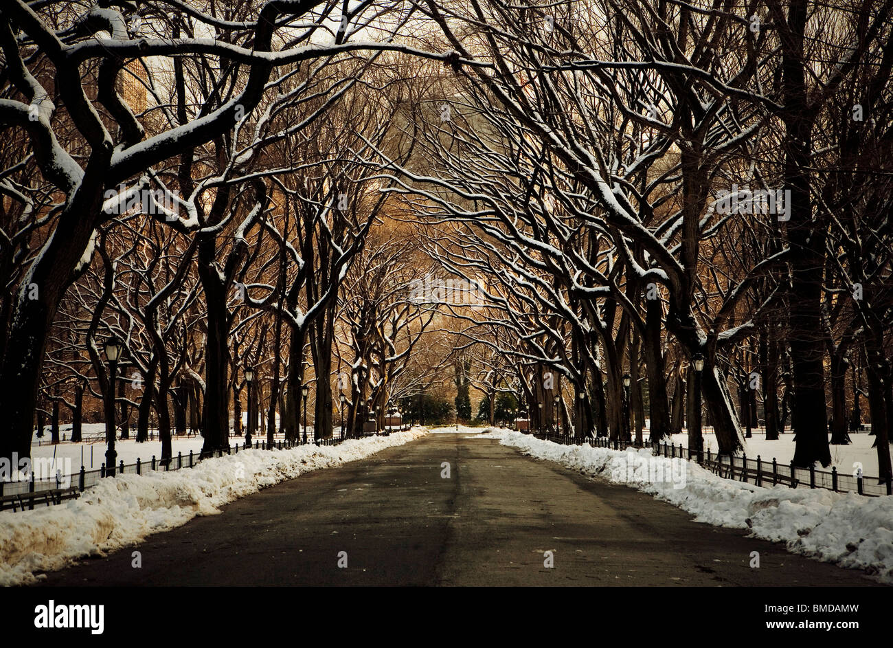 Central park trees hi-res stock photography and images - Alamy