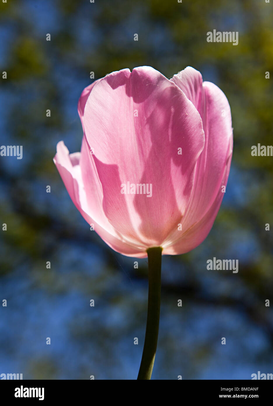 Pink flower of uk hi-res stock photography and images - Alamy