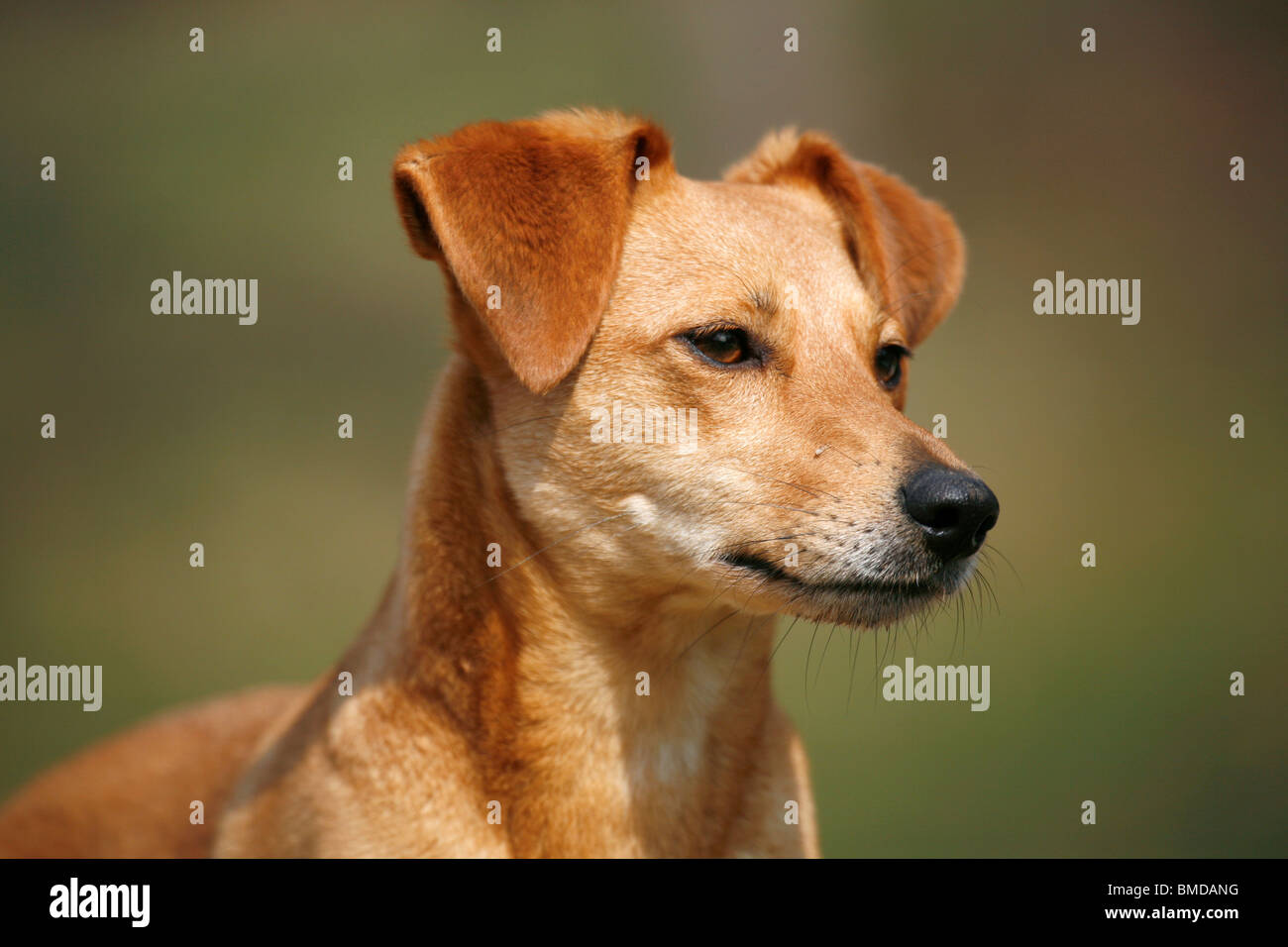 Mischling Portrait / crossbreed Stock Photo - Alamy