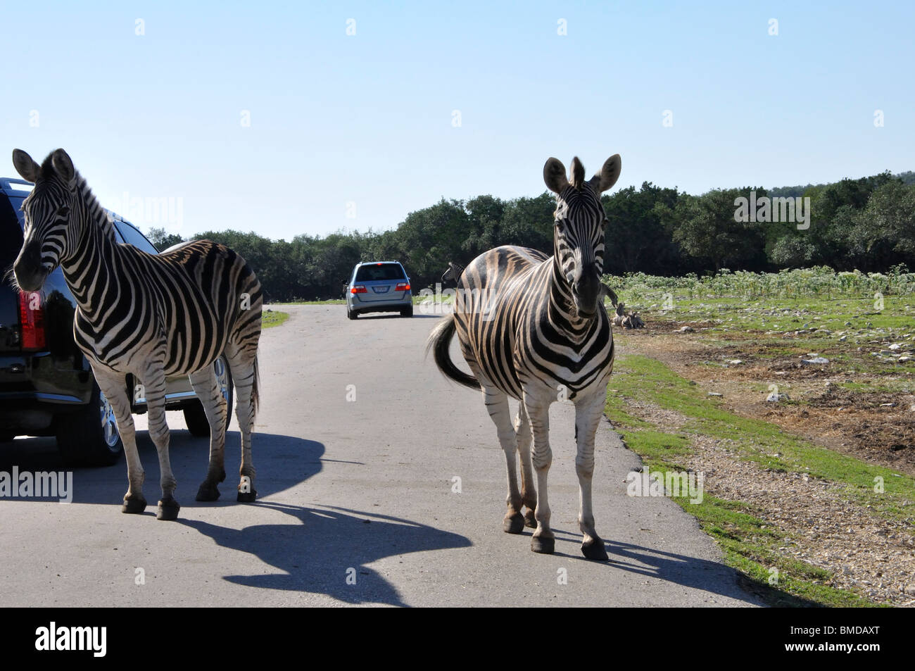 African Safari at Wildlife Ranch, Texas Hill Country, USA Stock Photo ...