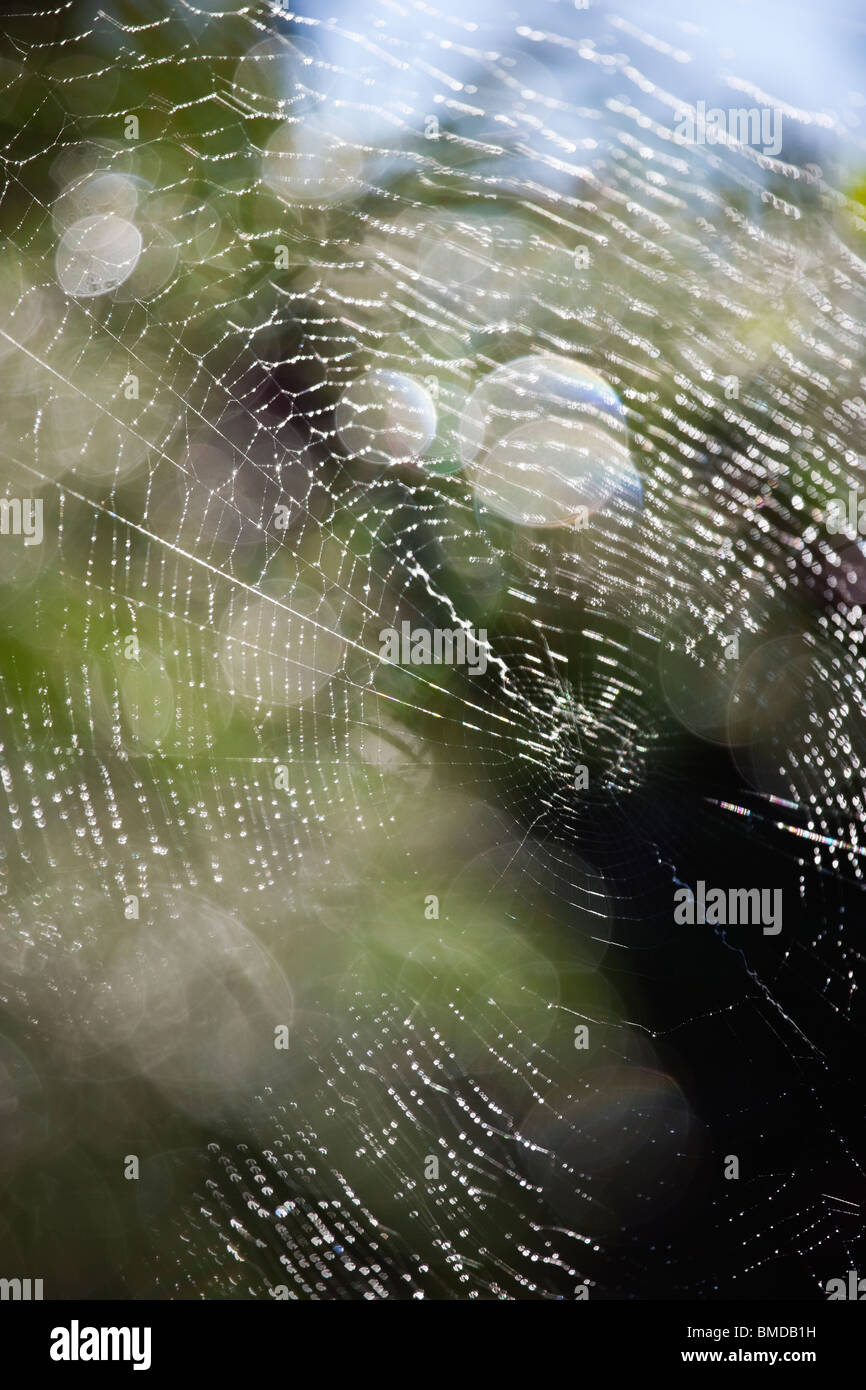 Spider web in morning dew in Hawaii Stock Photo - Alamy