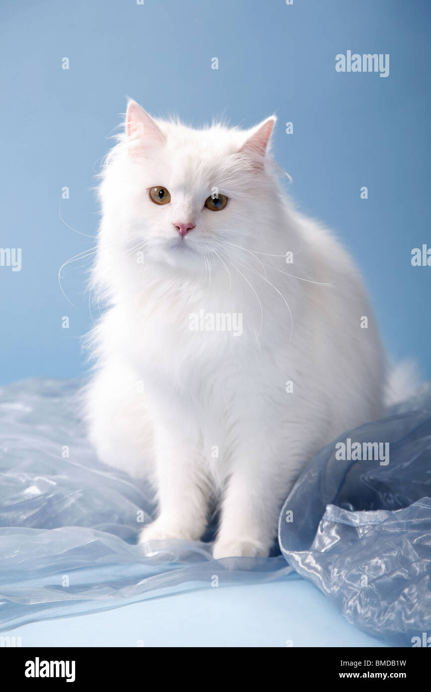 Deutsch Langhaar / German Angora Stock Photo - Alamy