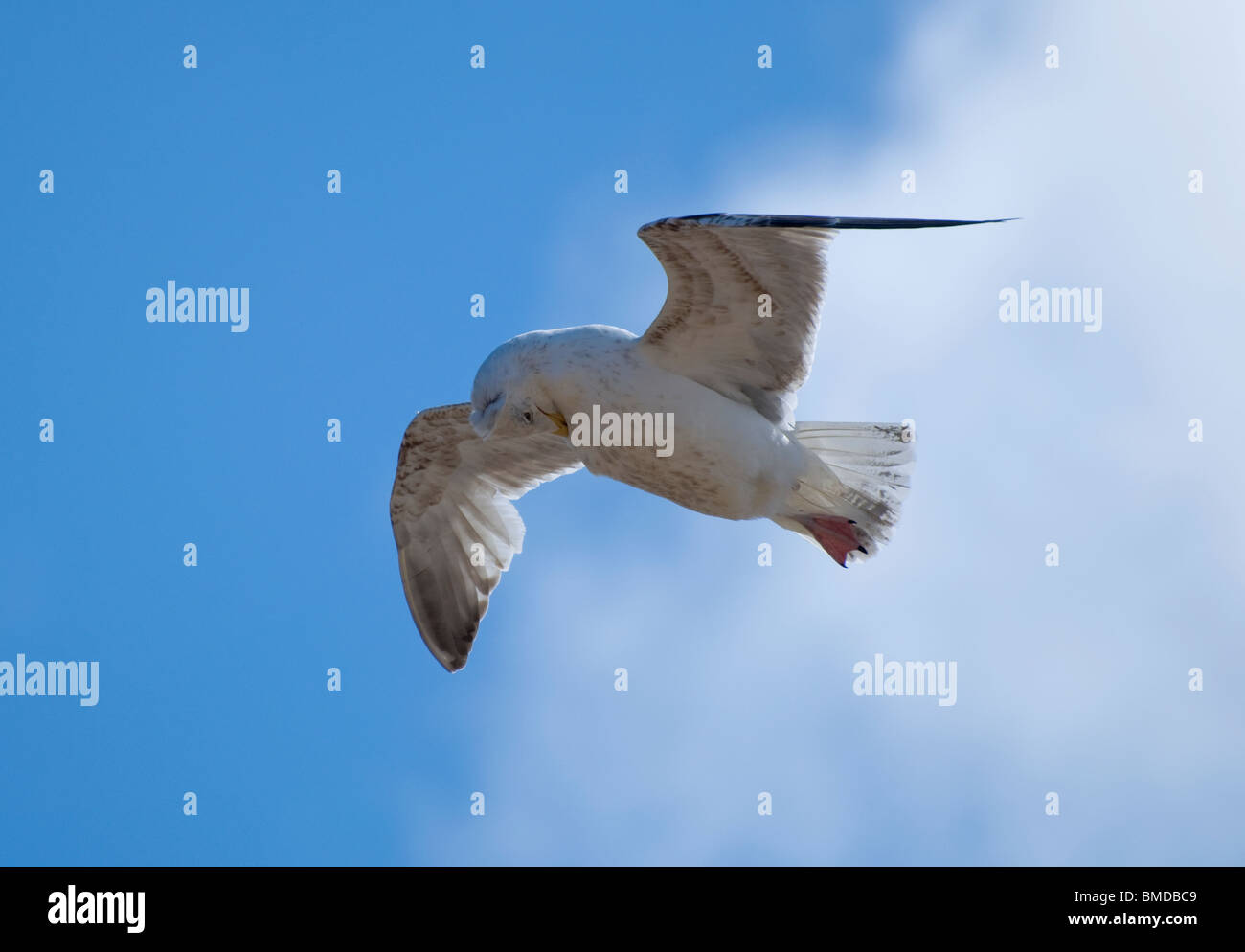 Fluffing its wings hi-res stock photography and images - Alamy