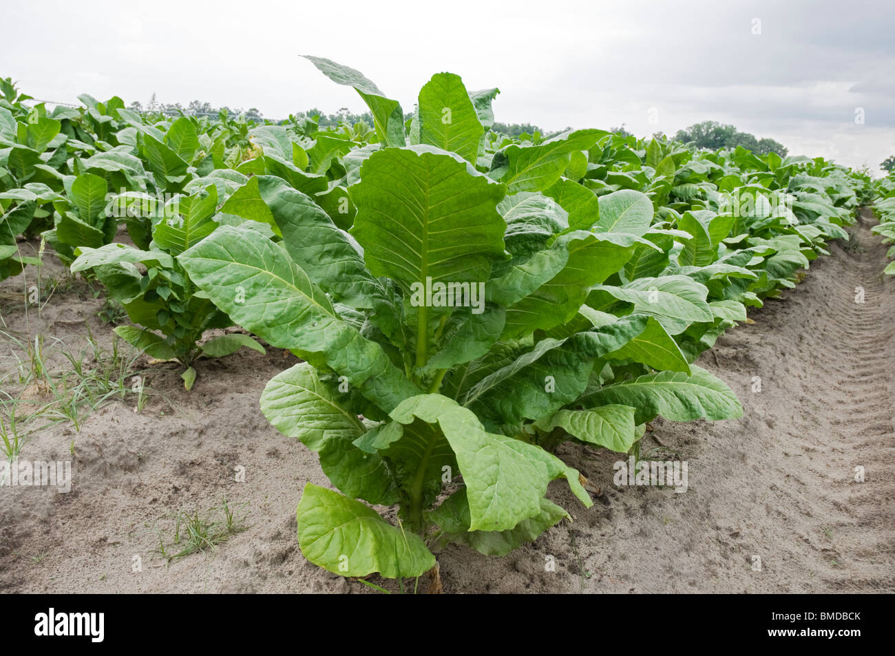 closeup of tobacco plant in tobacco field Alachua Florida Stock Photo ...
