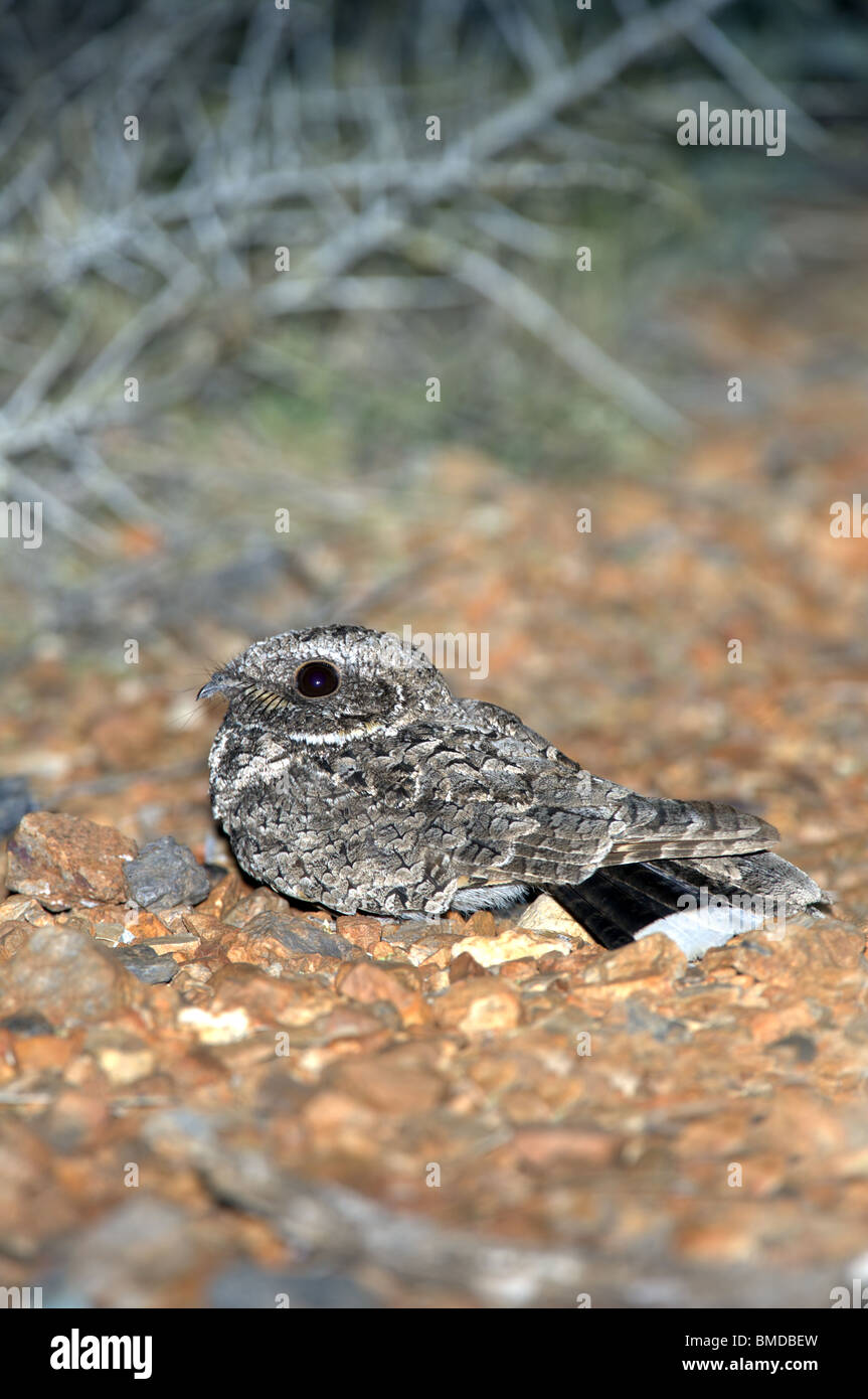 Common Poorwill Baby