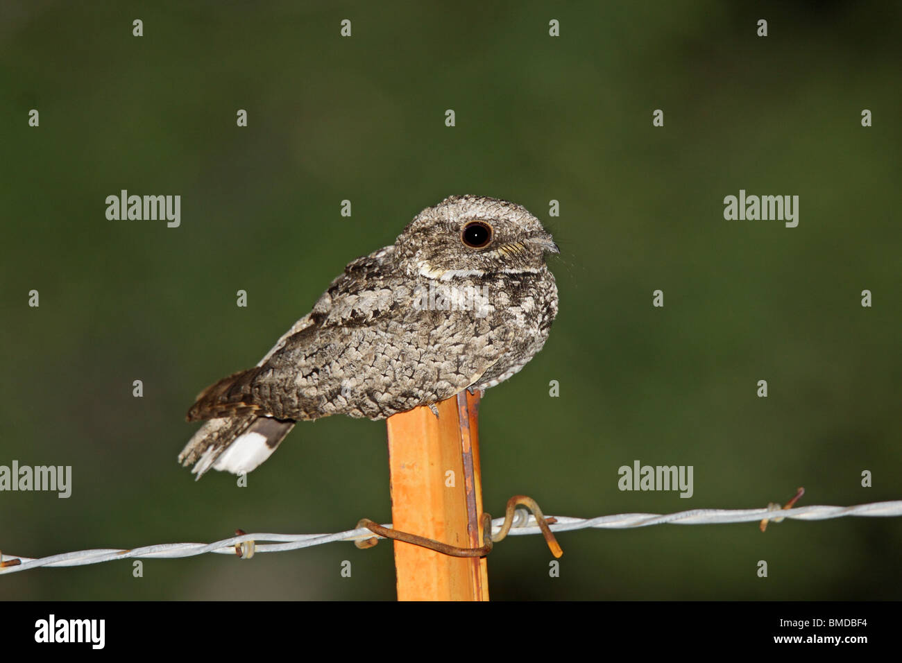 Common poorwill at night hi-res stock photography and images - Alamy